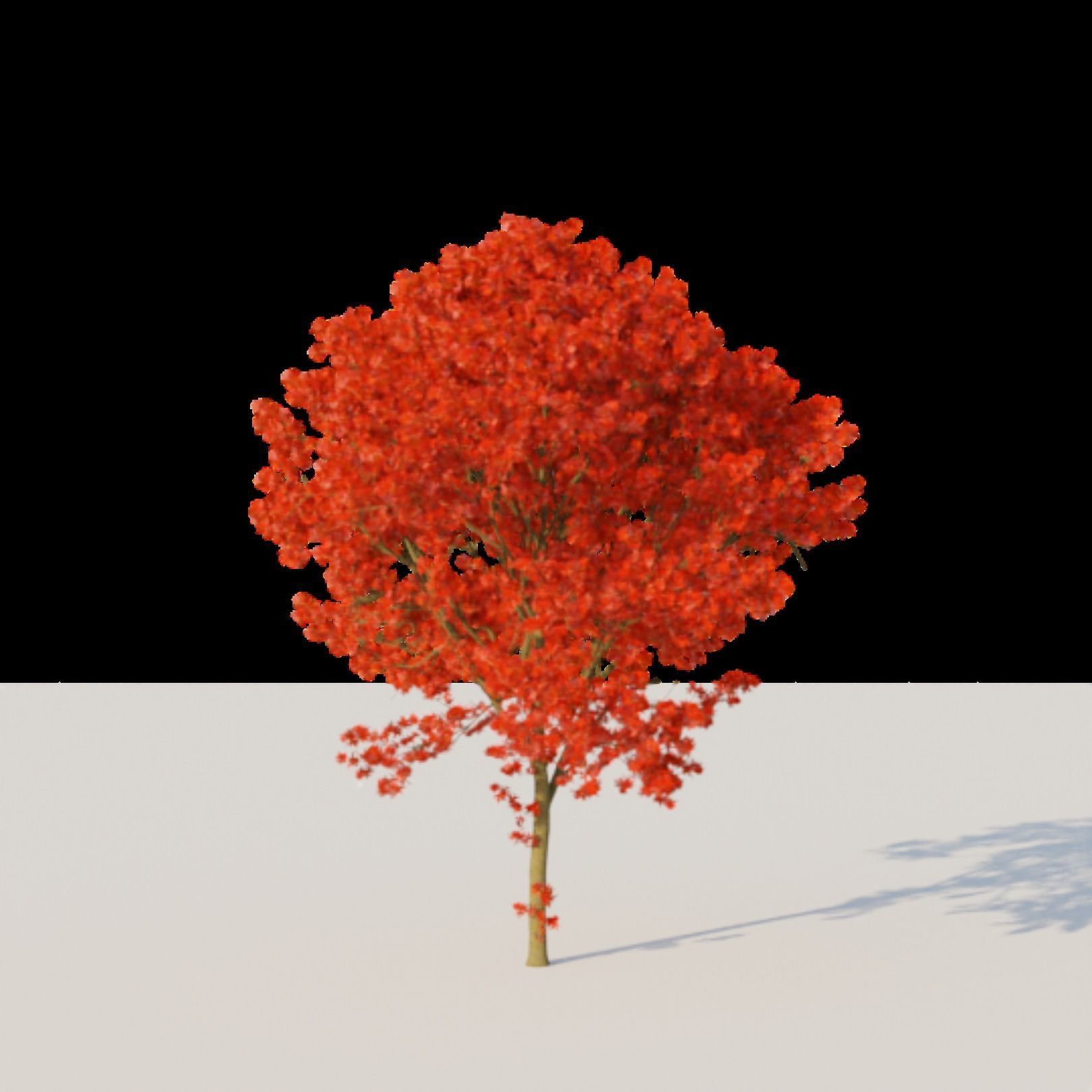 Pack of 6 Maple trees 3D model | CGTrader