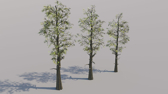 Trio of Large Pine Trees free 3D model | CGTrader