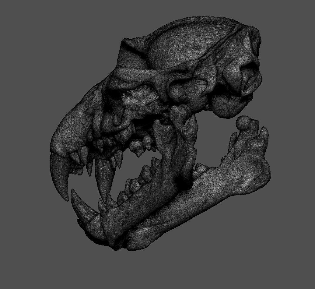 Skull of the beast 3D model 3D printable | CGTrader