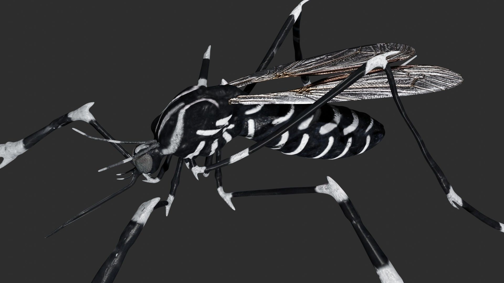 3D model Mosquito VR / AR / low-poly | CGTrader