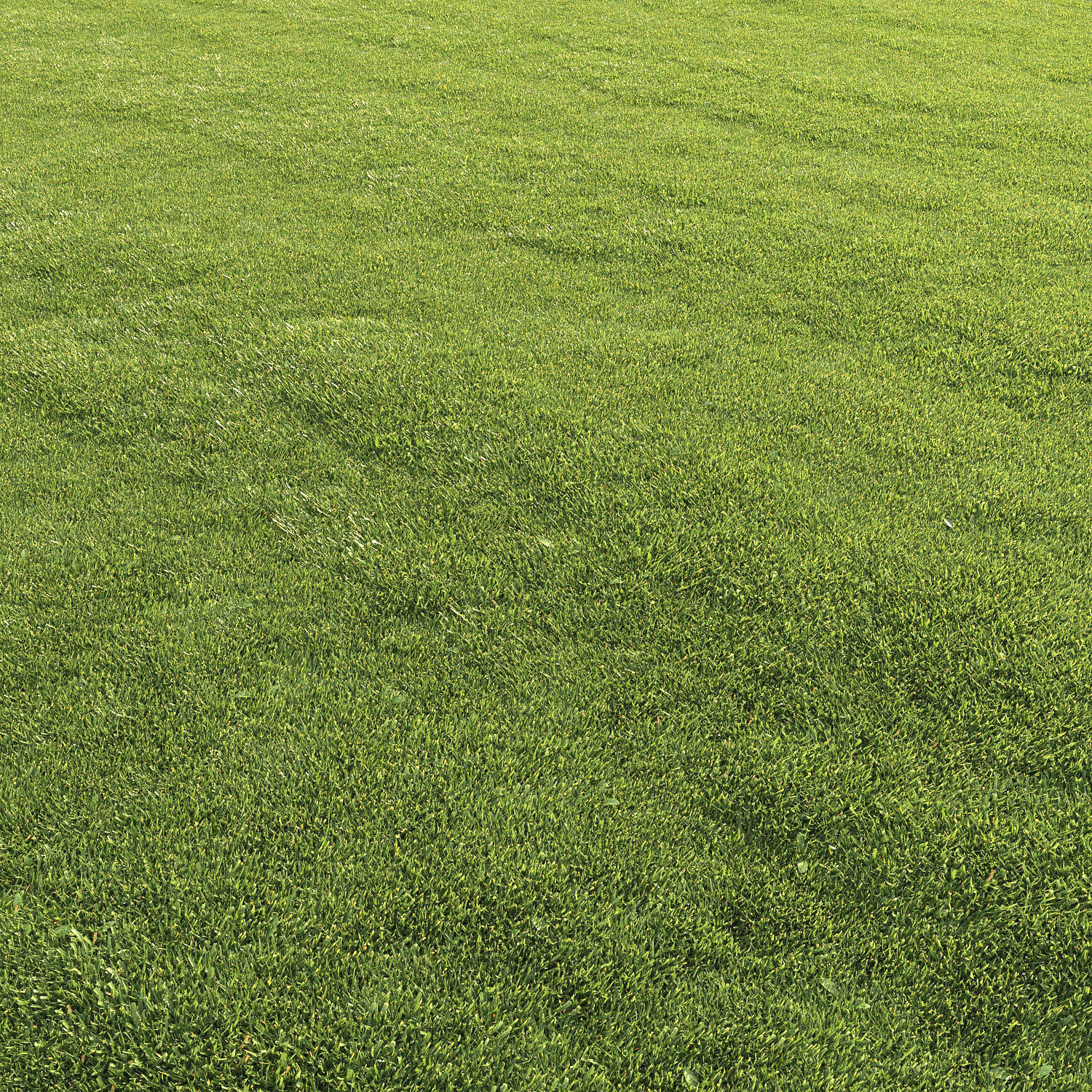 Lawn grass 3D model | CGTrader