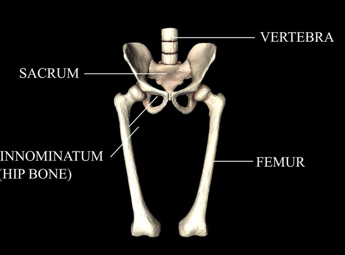 Hip Joint Hip Bone Sacrum Femur Only B 3D Model Animated OBJ 3DS Hip Joint Hip Bone Sacrum Femur Only B 3D Model Animated OBJ 3DS