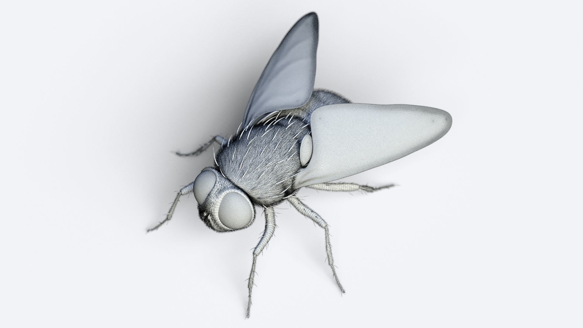 HouseFly fly 3D model | CGTrader