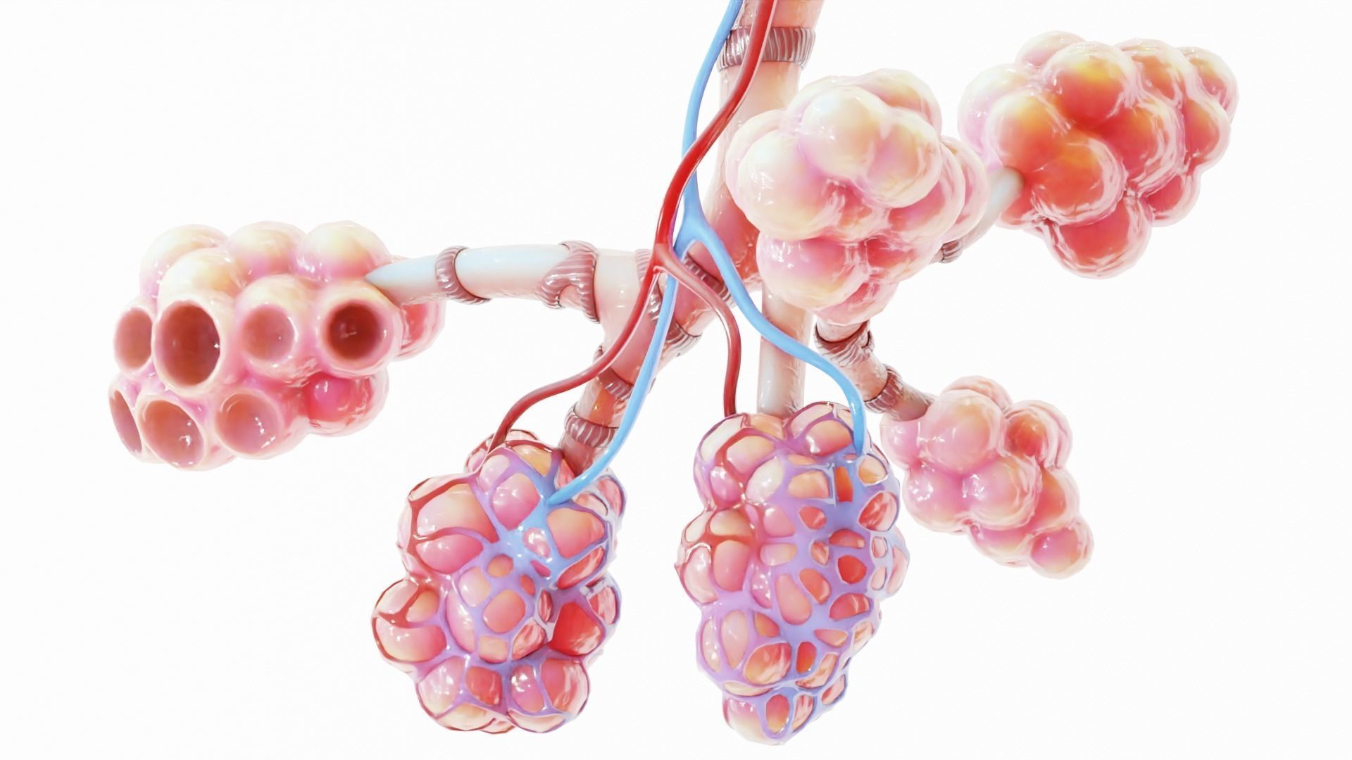 Realistic Human Bronchi Alveoli Anatomy 3D model | CGTrader