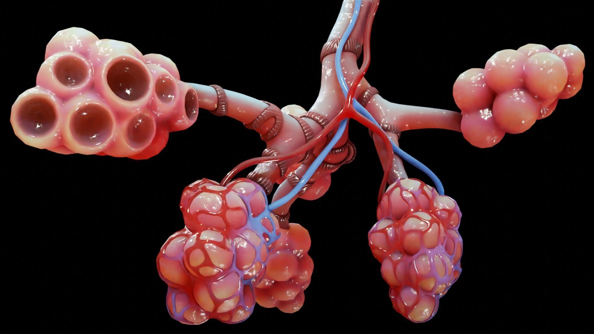 Realistic Human Bronchi Alveoli Anatomy 3D model | CGTrader