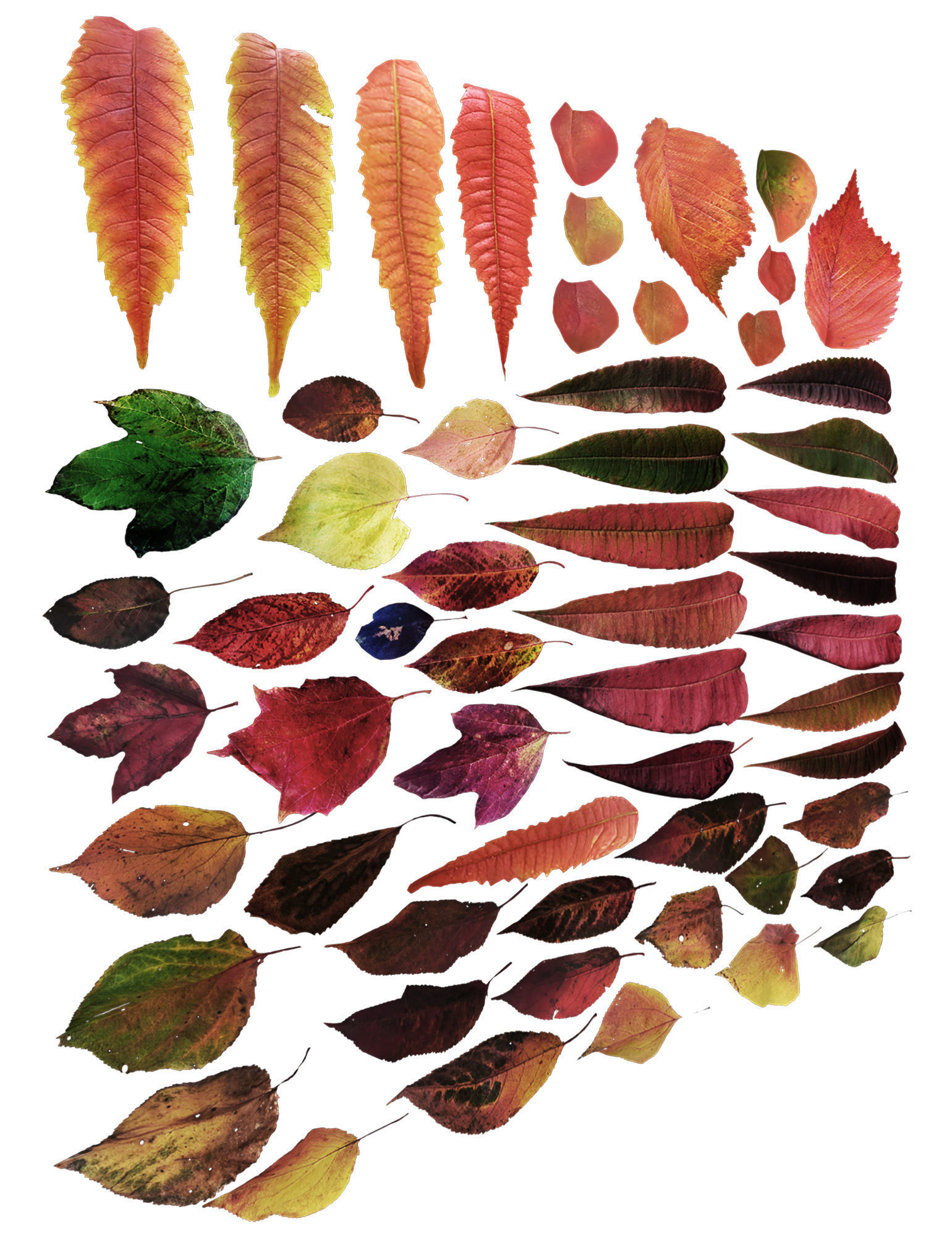 Autumn leaves 3D model | CGTrader