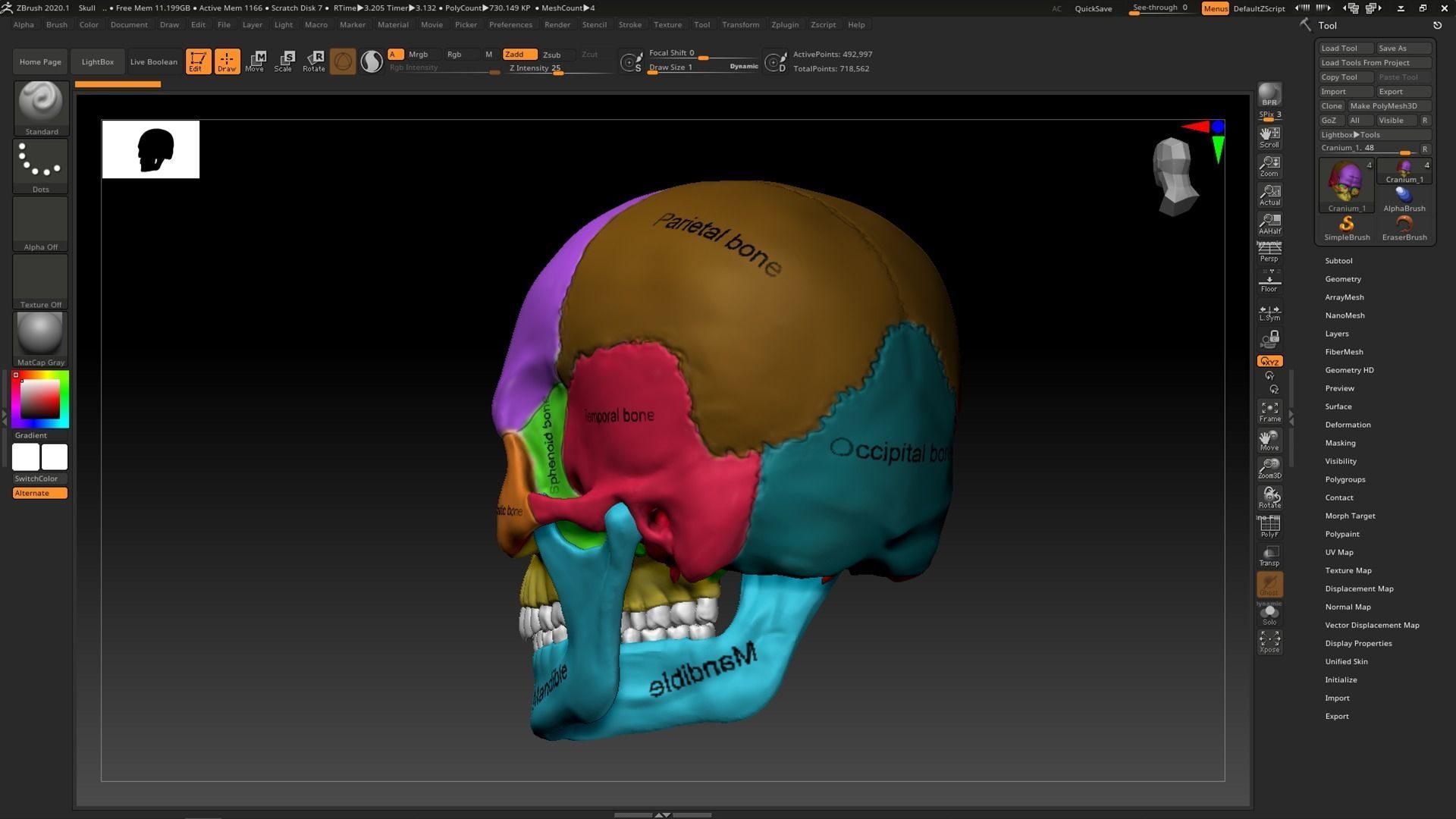 Human Skull free 3D model | CGTrader