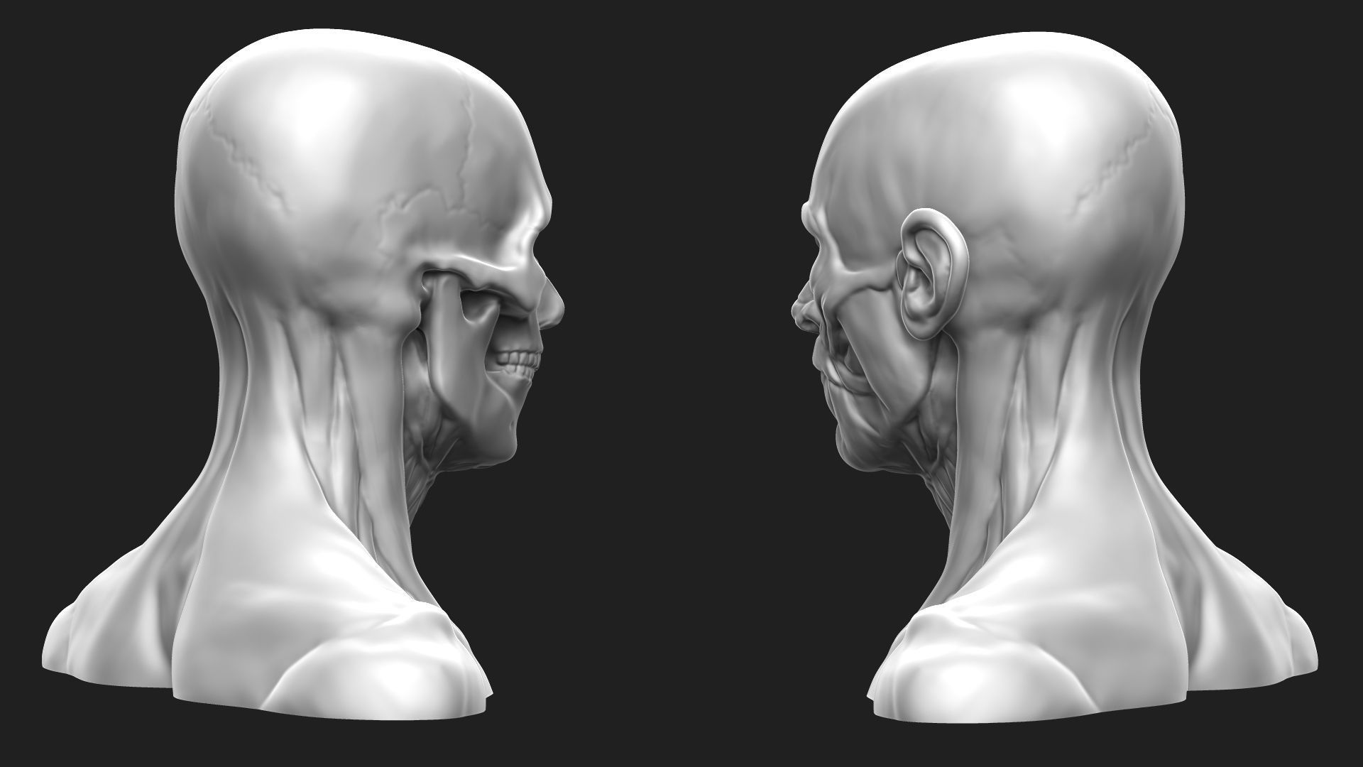 Human head anatomy 3D model 3D printable | CGTrader
