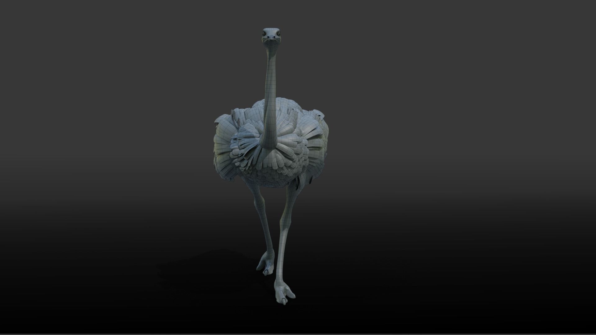 Ostrich Animated 3D model animated rigged | CGTrader