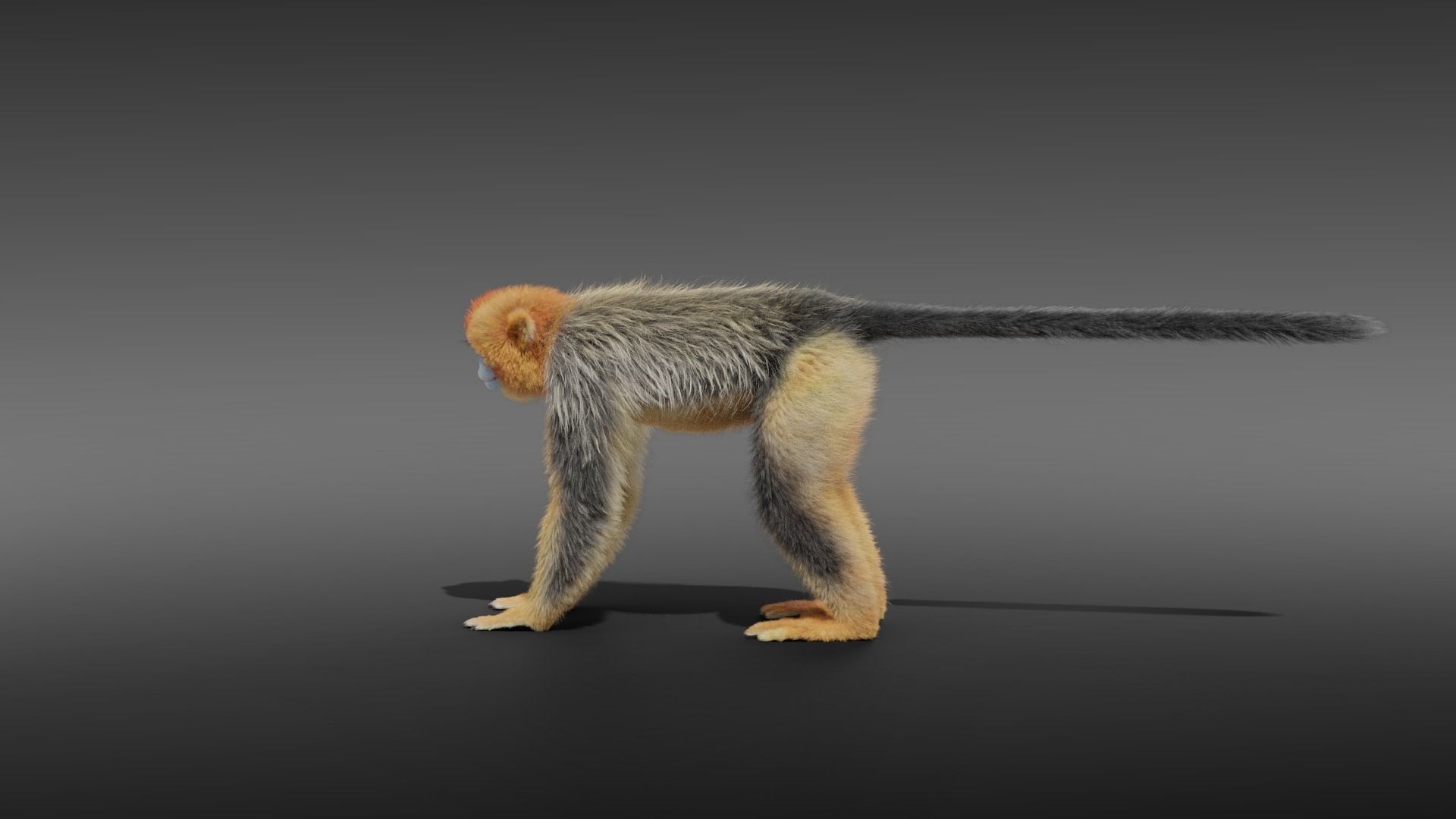 Golden Snub-nosed Monkey Animated 3D model animated rigged | CGTrader