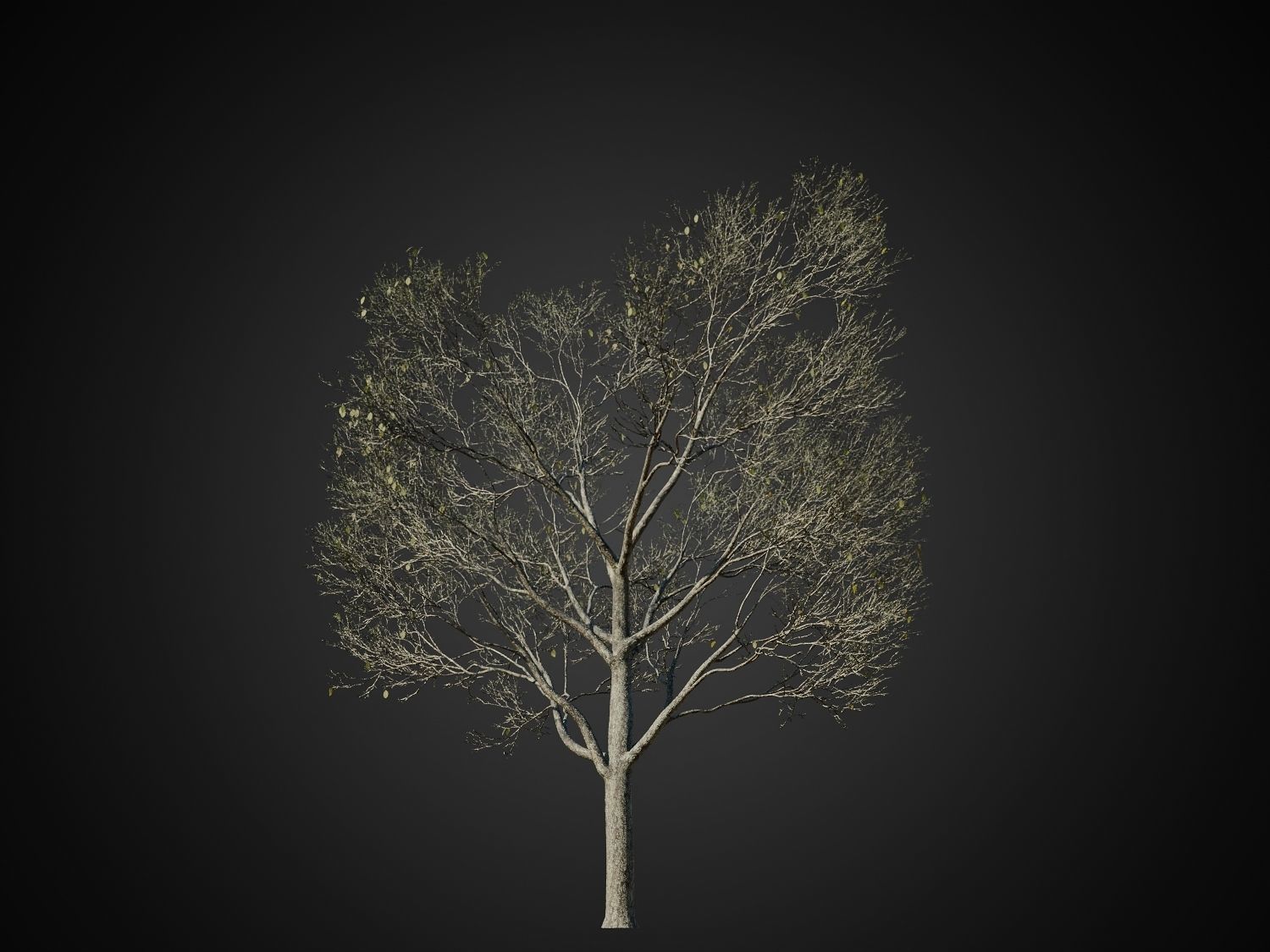 HeliosVegetation vol1 Autumn - leafless tree pack VRAY 3D model | CGTrader