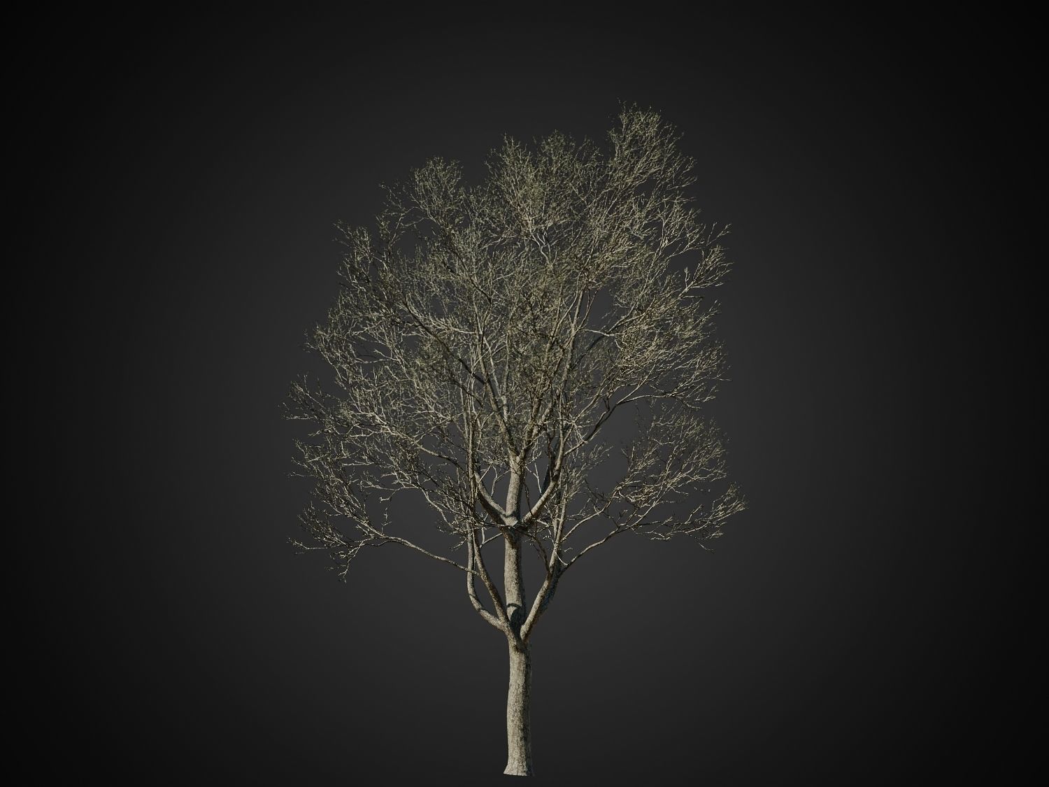 HeliosVegetation vol1 Autumn - leafless tree pack VRAY 3D model | CGTrader
