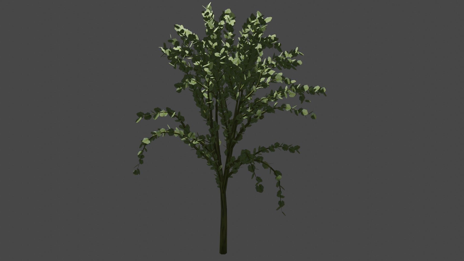 Pohon Jarak 3D model animated rigged | CGTrader