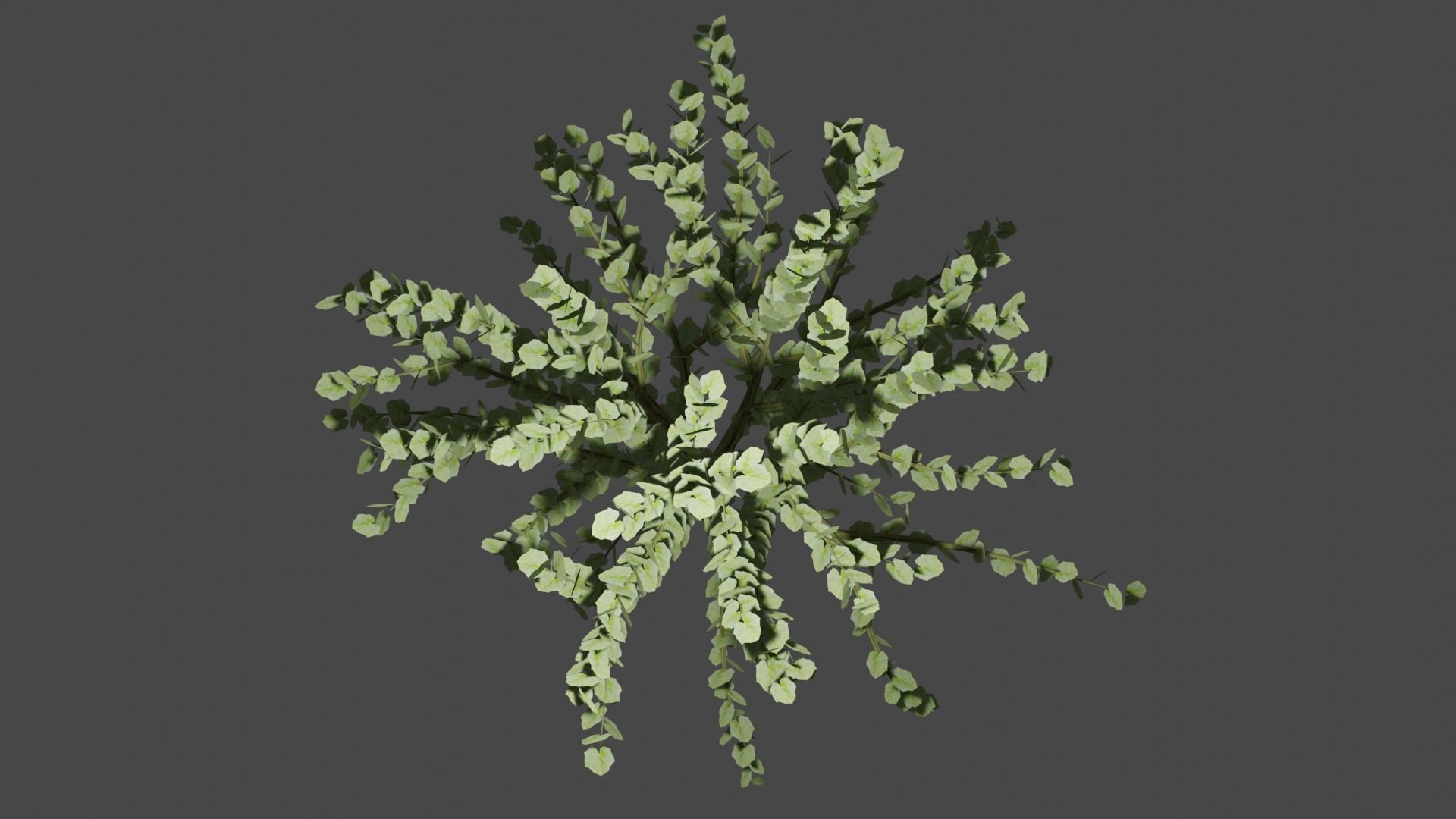 Pohon Jarak 3D model animated rigged | CGTrader