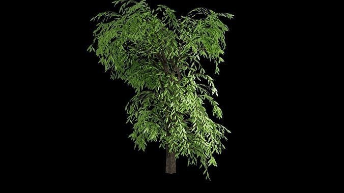 realistic looking tree with leaves free 3D model | CGTrader