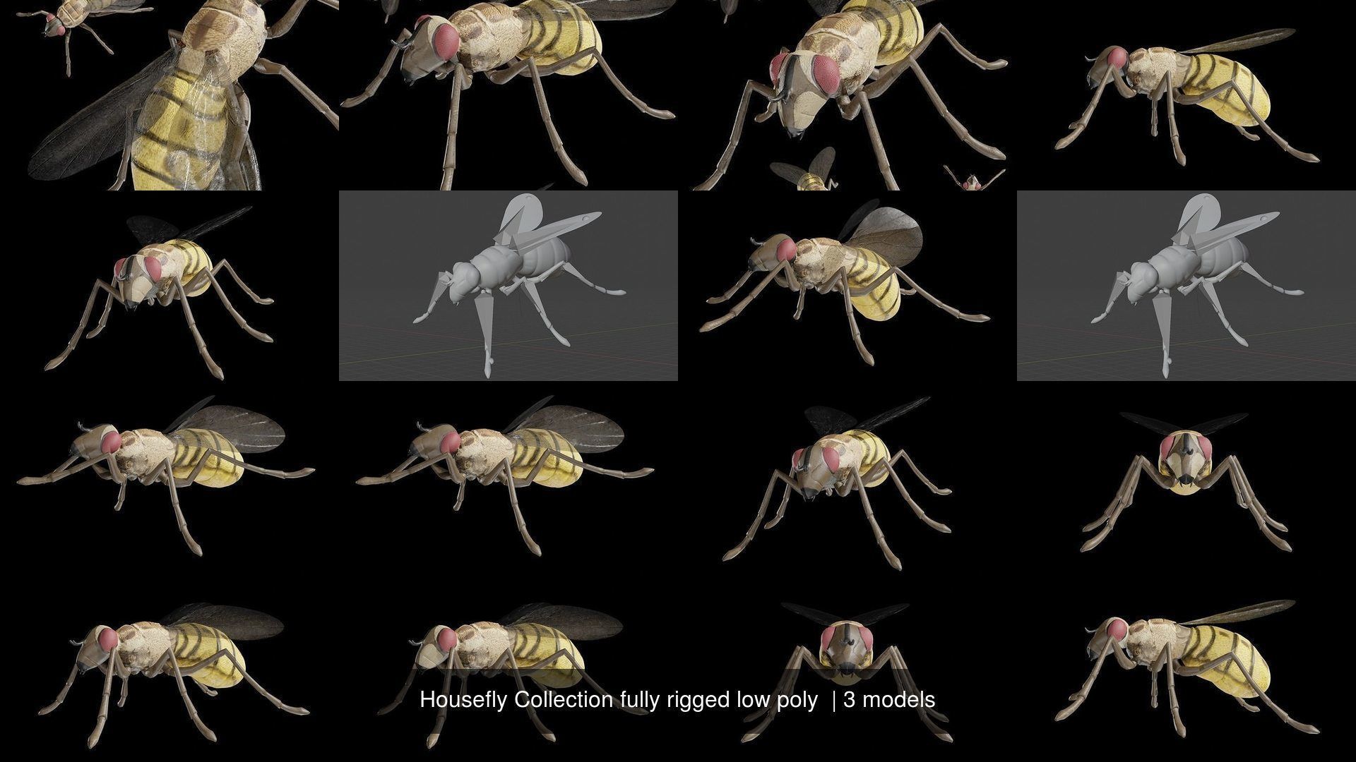 Housefly Collection fully rigged low poly | CGTrader