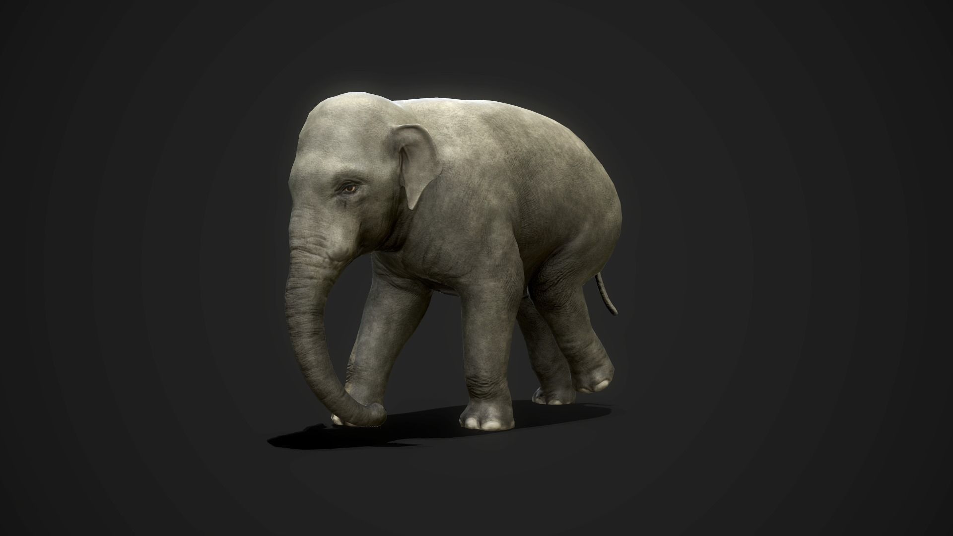 3D model Asian Elephants - GameReady VR / AR / low-poly rigged animated ...