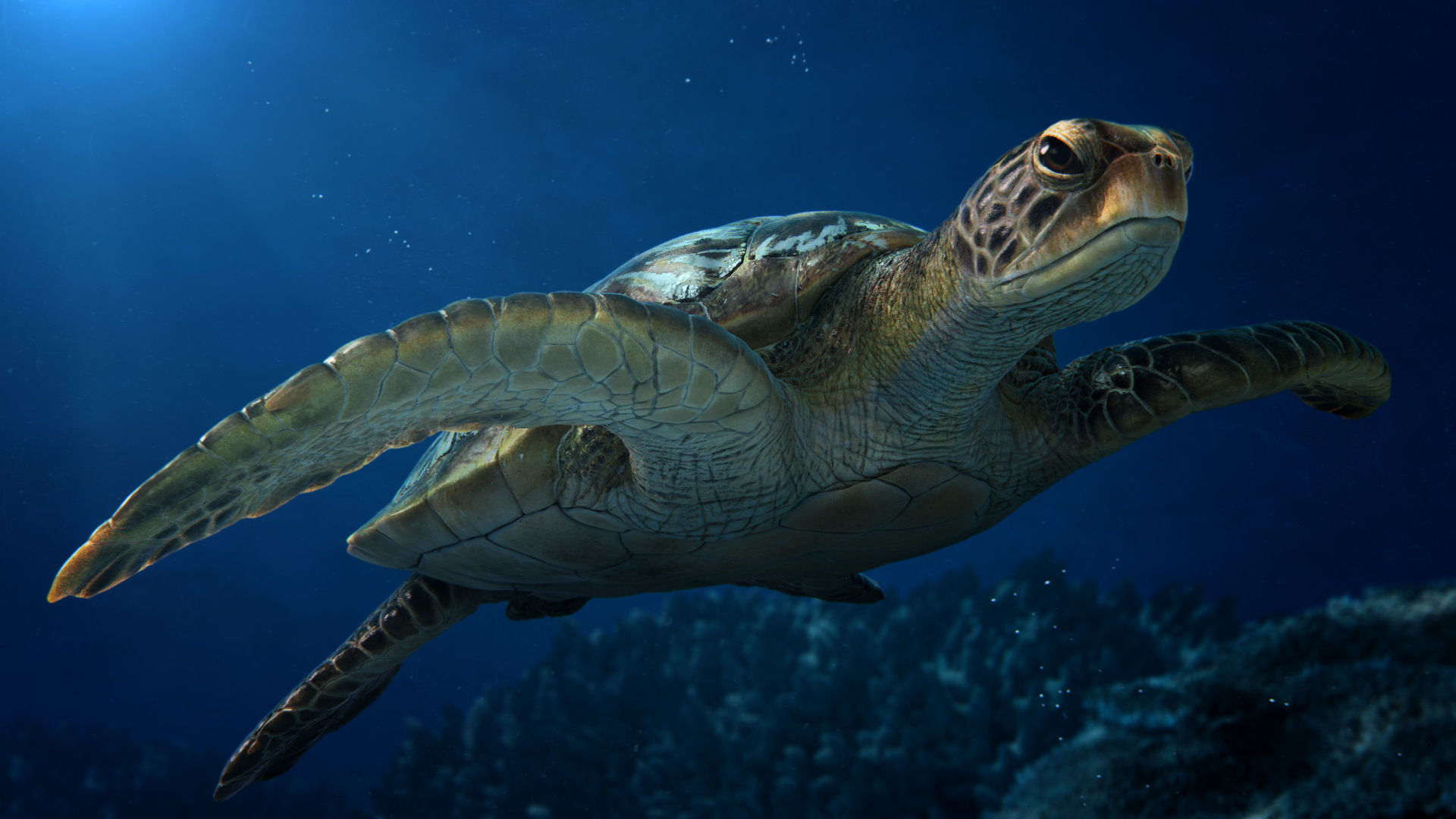 Green Sea Turtle Animated 3D model animated rigged | CGTrader