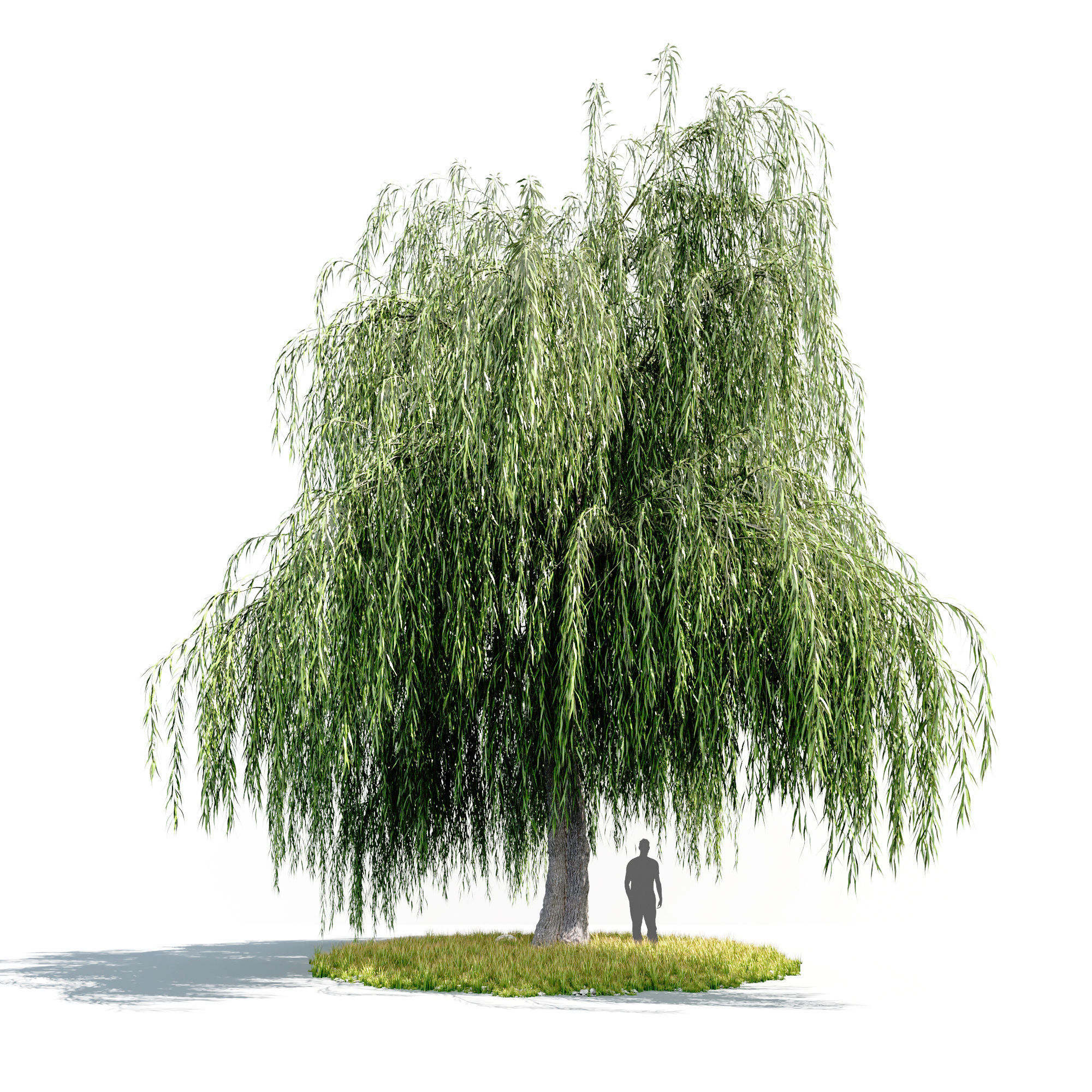 willow tree 3D model | CGTrader