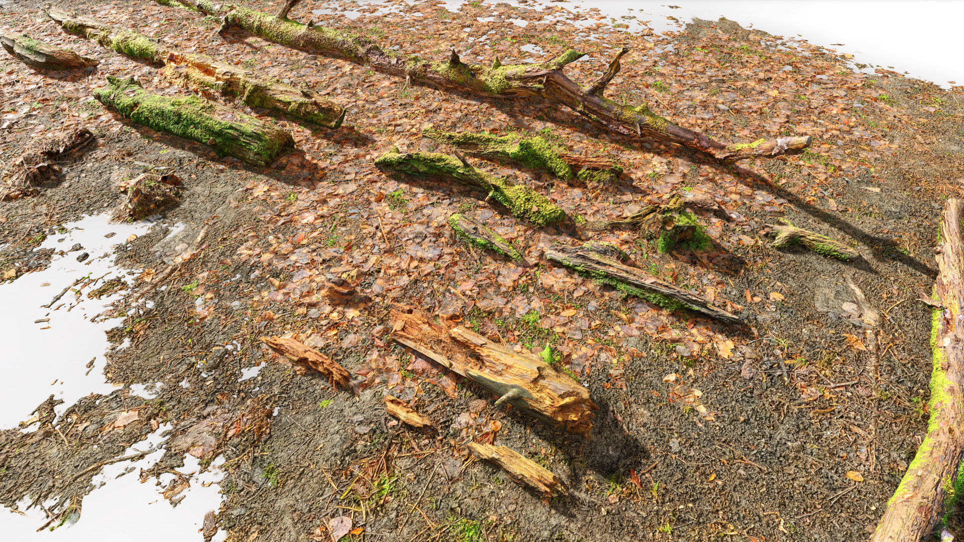 3D model Forest Branches Debris Leaves Scan VR / AR / low-poly | CGTrader