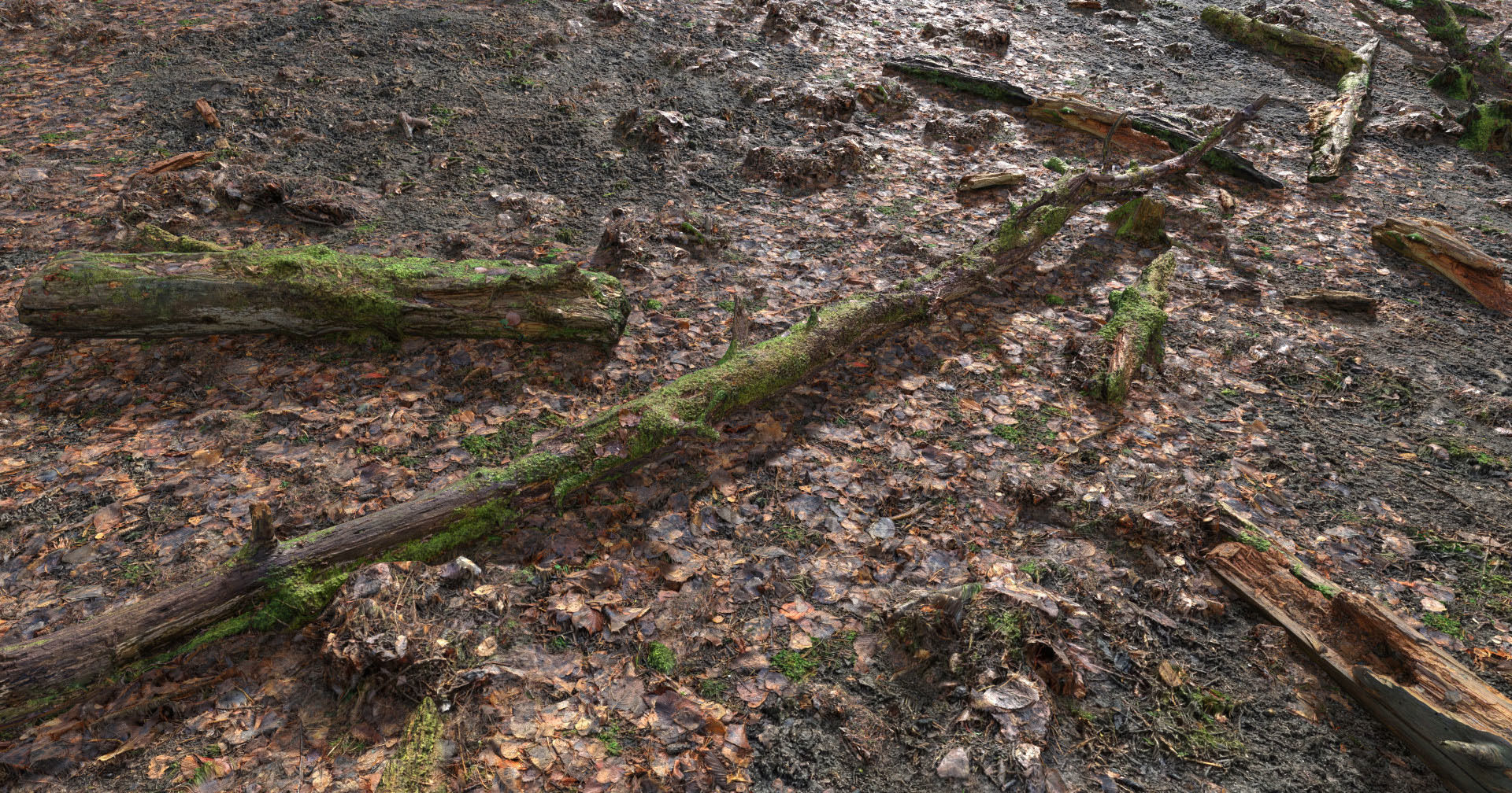 3D model Forest Branches Debris Leaves Scan VR / AR / low-poly | CGTrader