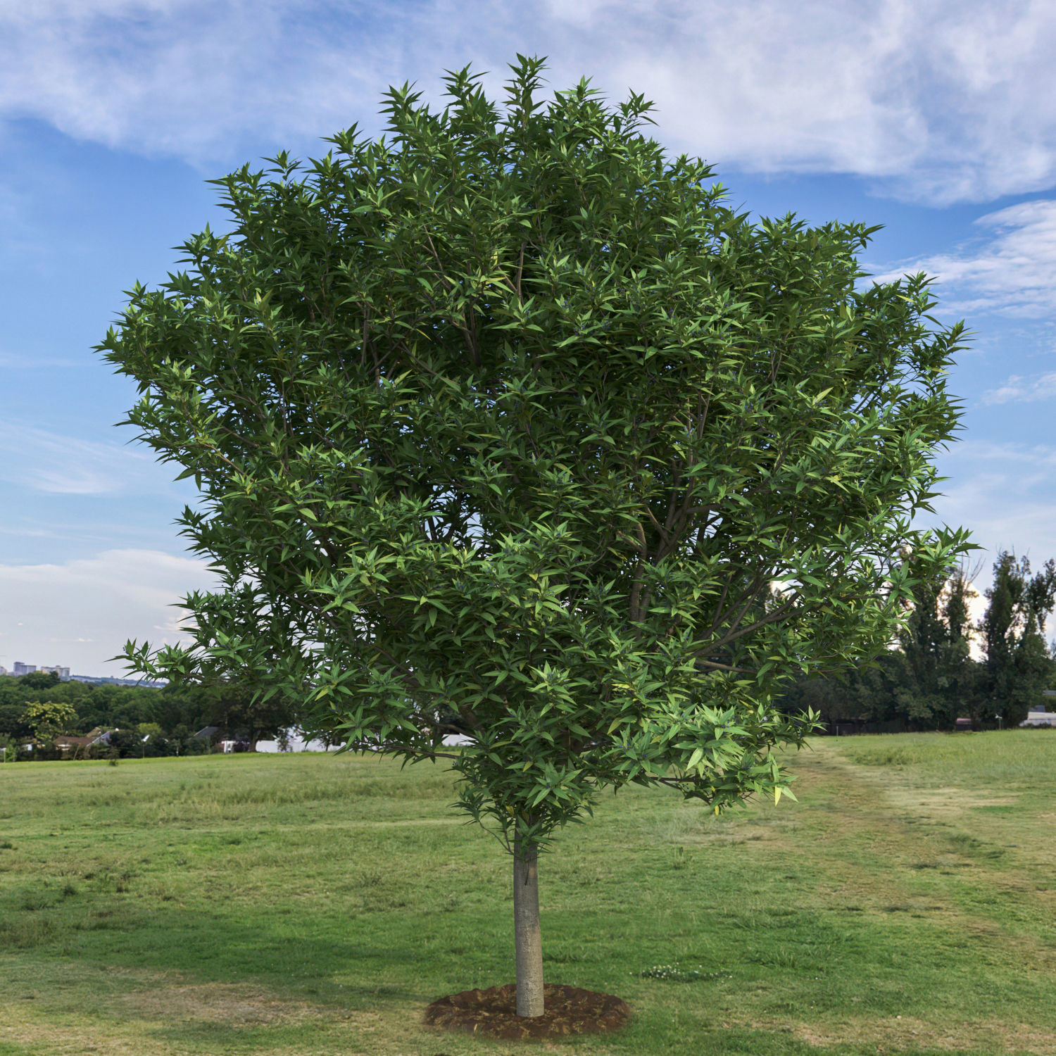 Elaeocarpus Decipiens No 1 3D model | CGTrader