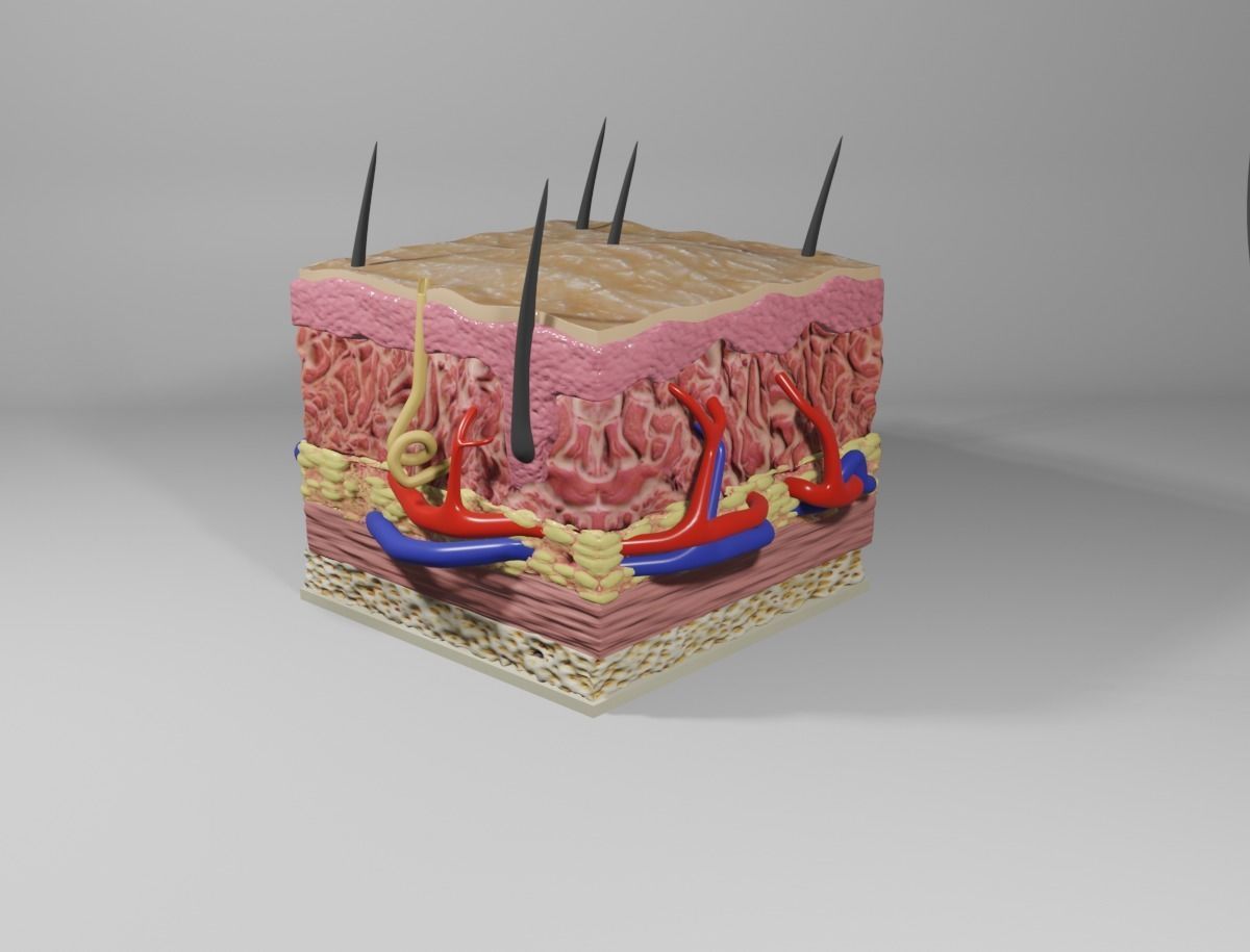 Skin cross section 3D model animated | CGTrader