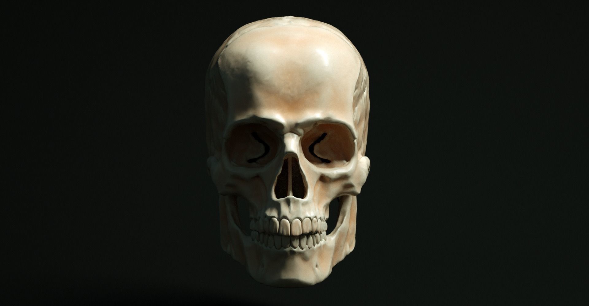 Skull Scientific 3D model | CGTrader