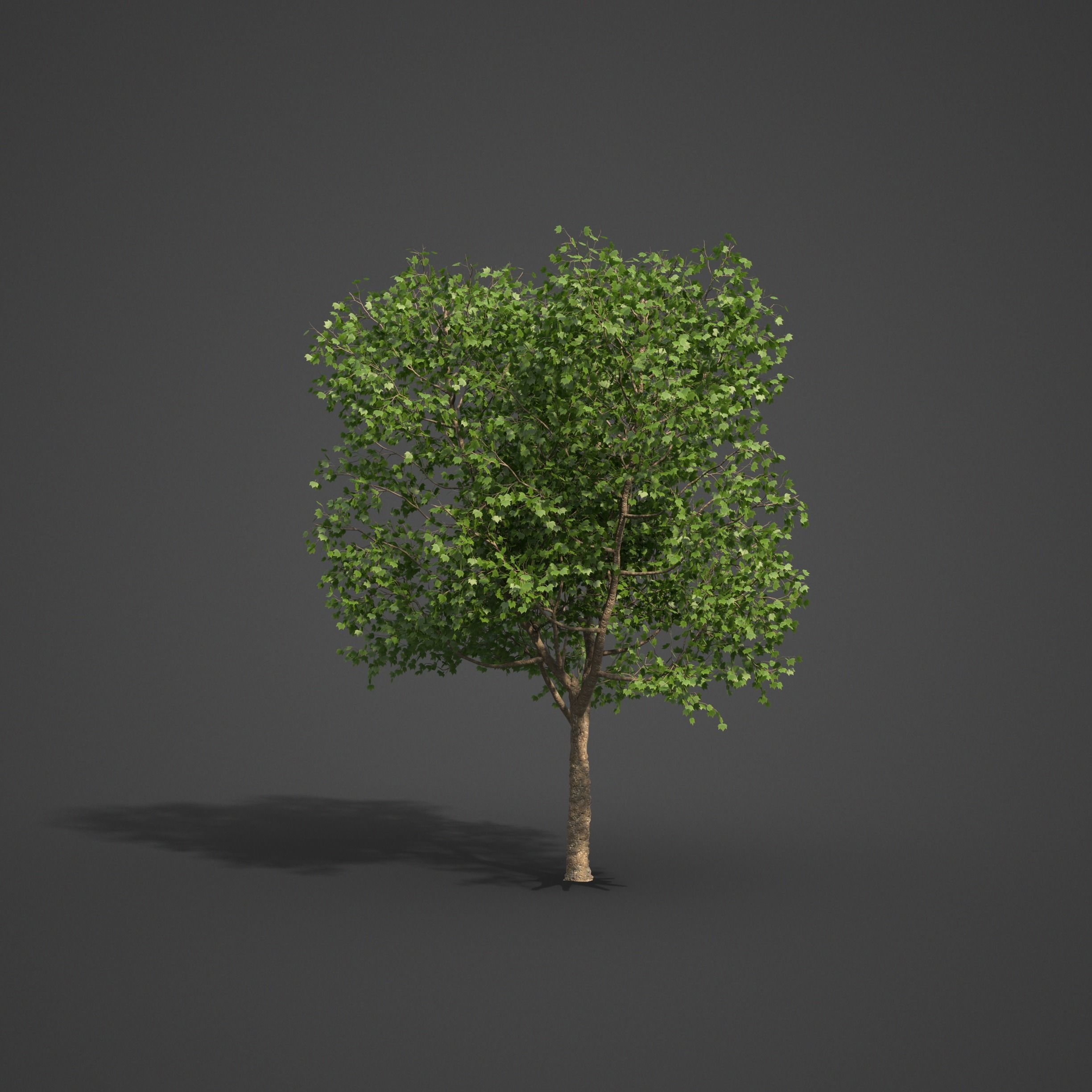 2021 PBR American Planetree Collection - Platanus Occidentalis 3D model ...