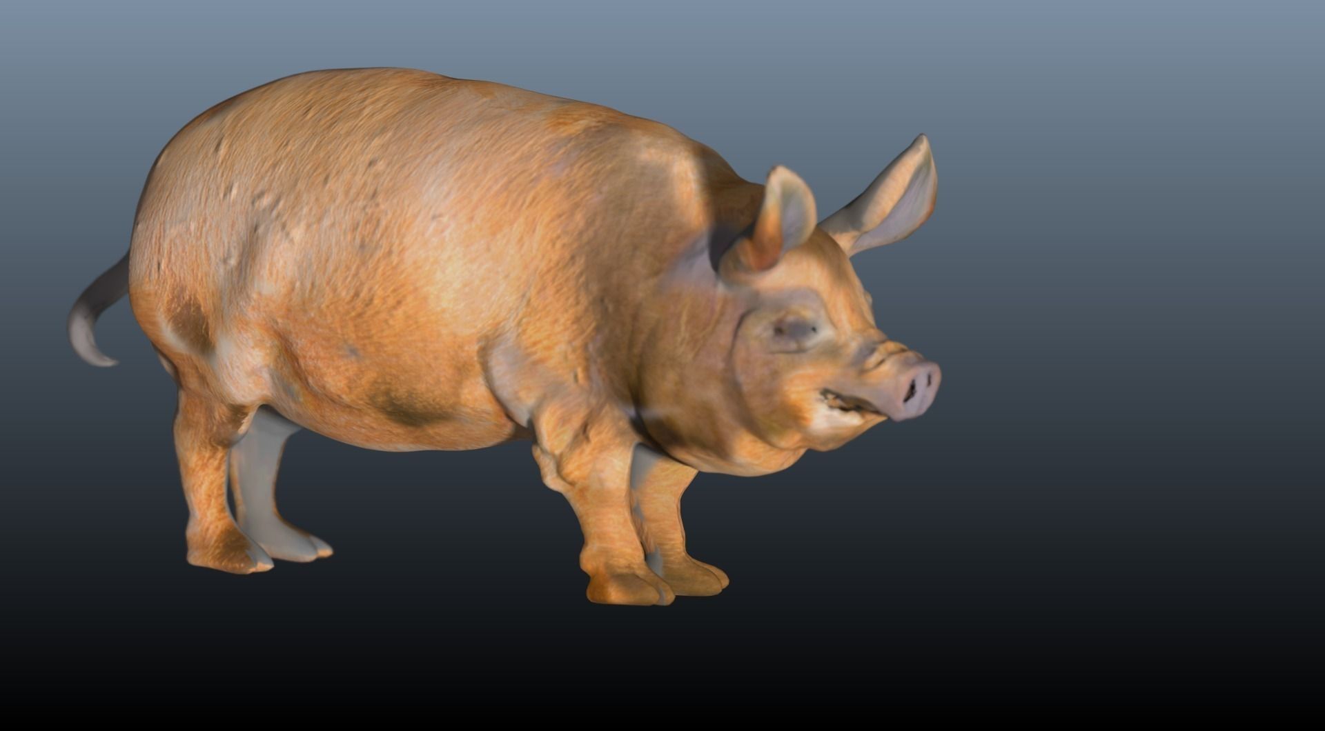 The hog pig 3D model | CGTrader