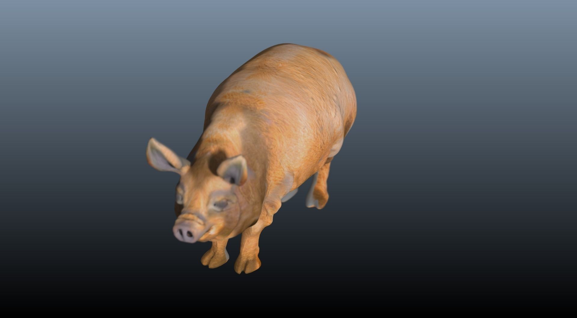The hog pig 3D model | CGTrader