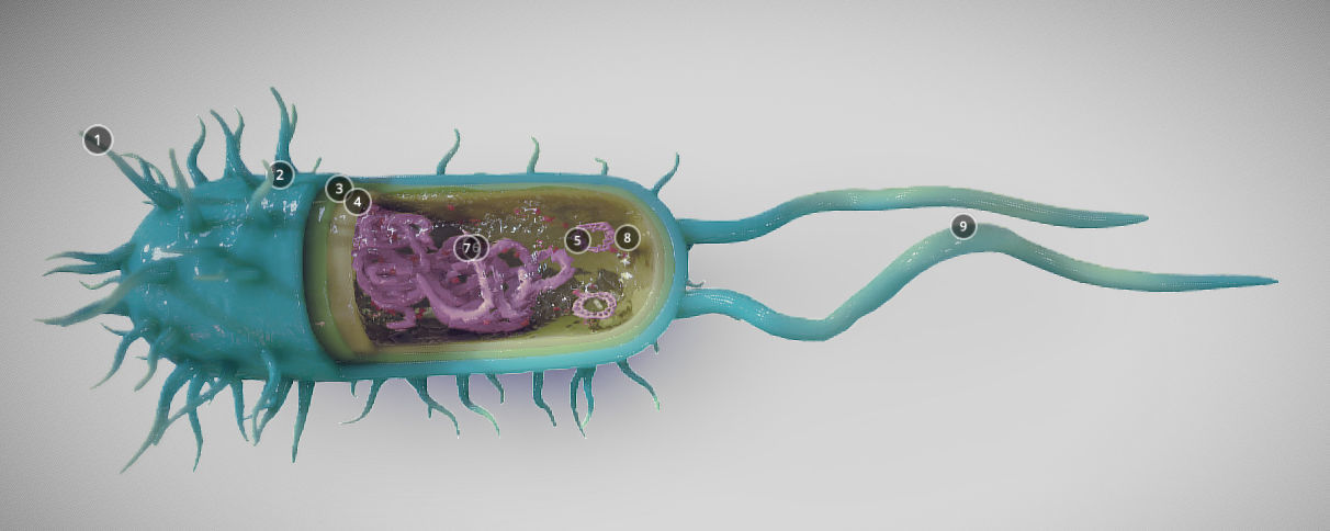 3D model Bacterial Cell Structure VR / AR / low-poly | CGTrader