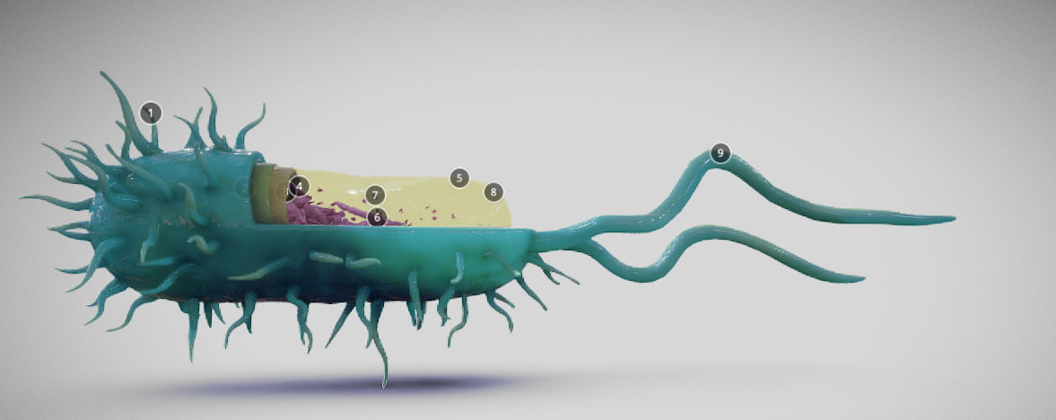 3D model Bacterial Cell Structure VR / AR / low-poly | CGTrader