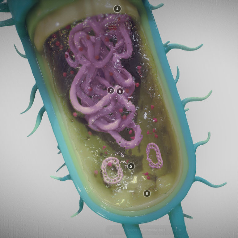 3D model Bacterial Cell Structure VR / AR / low-poly | CGTrader