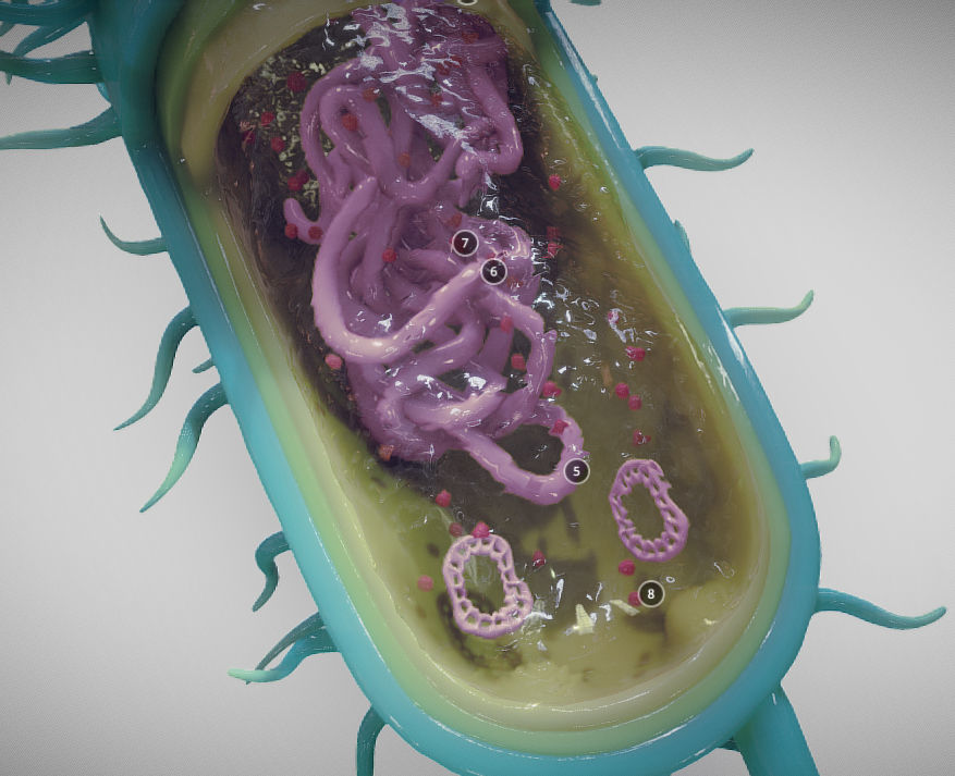3D model Bacterial Cell Structure VR / AR / low-poly | CGTrader