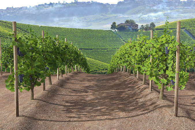 Wine Plant Vineyard Grapes fruits v3 3D model | CGTrader