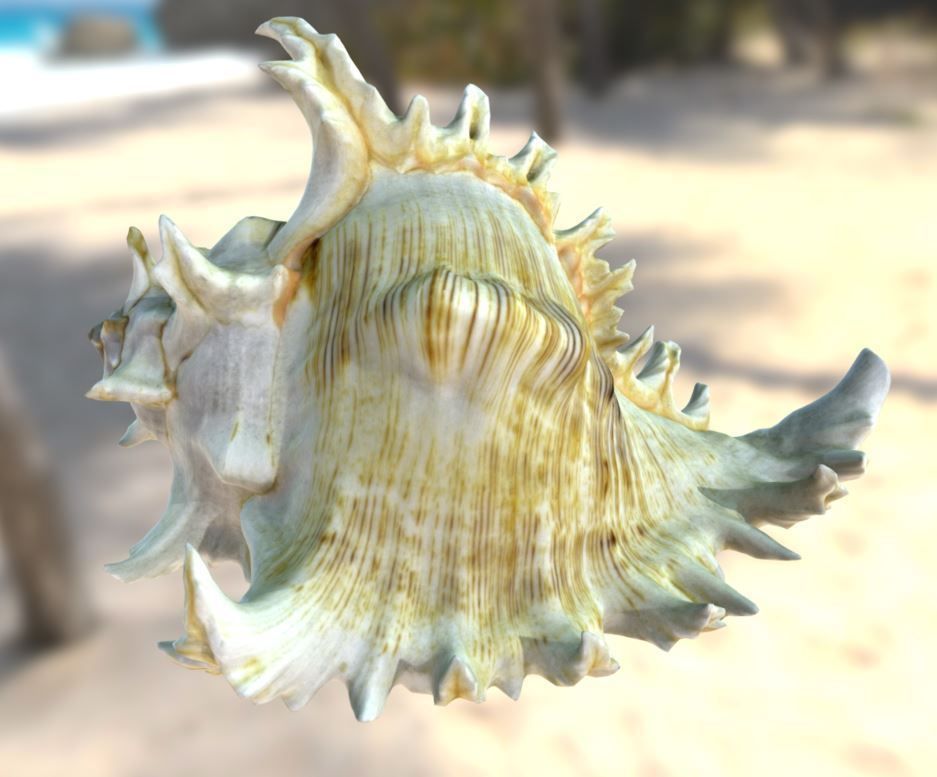 3D model Sea Shell VR / AR / low-poly | CGTrader