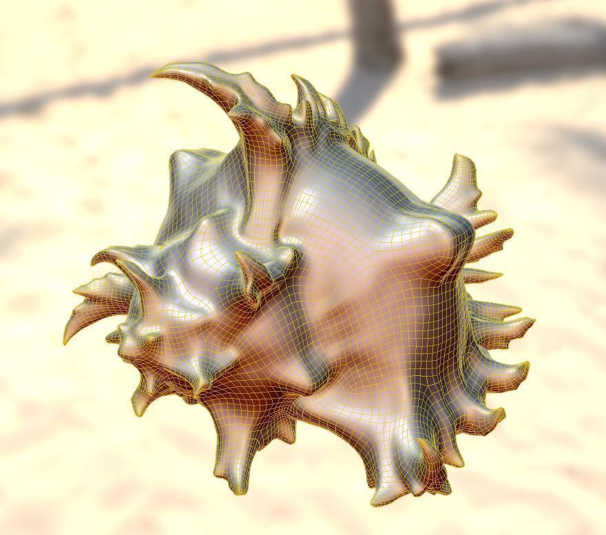 3D model Sea Shell VR / AR / low-poly | CGTrader