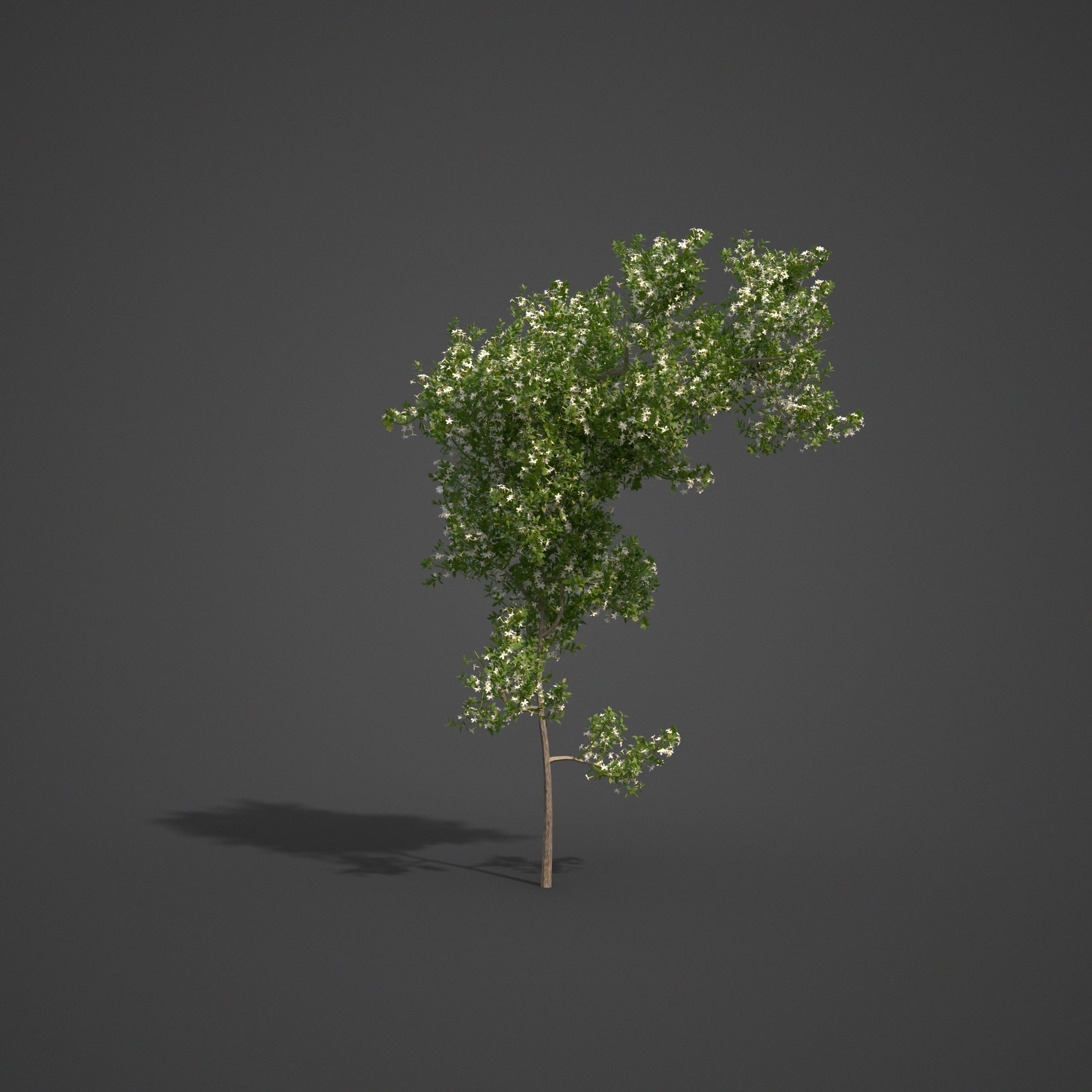 2021 PBR Common Jasmine Collection - Jasminum Officiale free 3D model ...