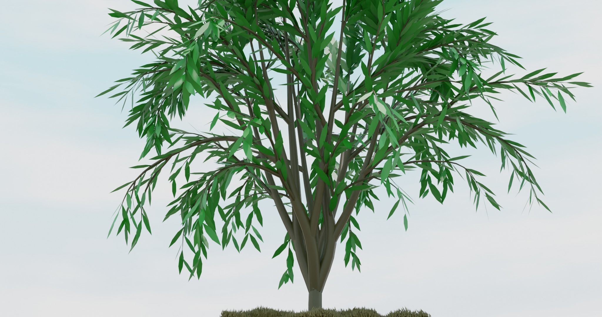 Callistemon Tree 3D model | CGTrader