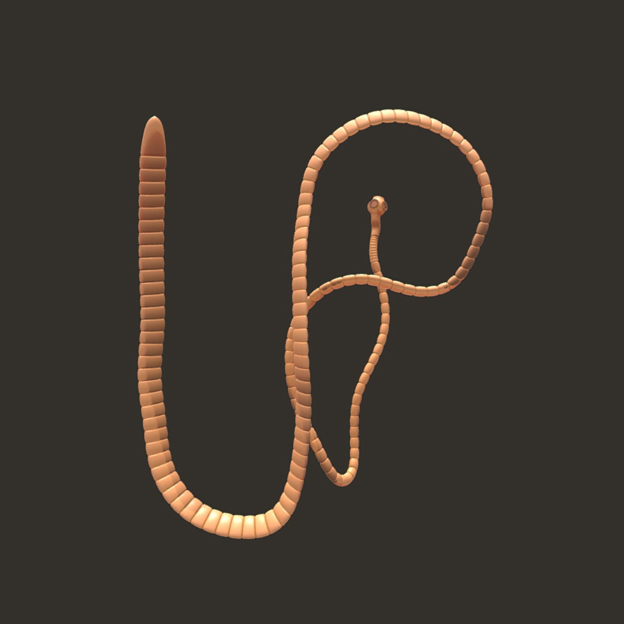 TapeWorm 3D model | CGTrader