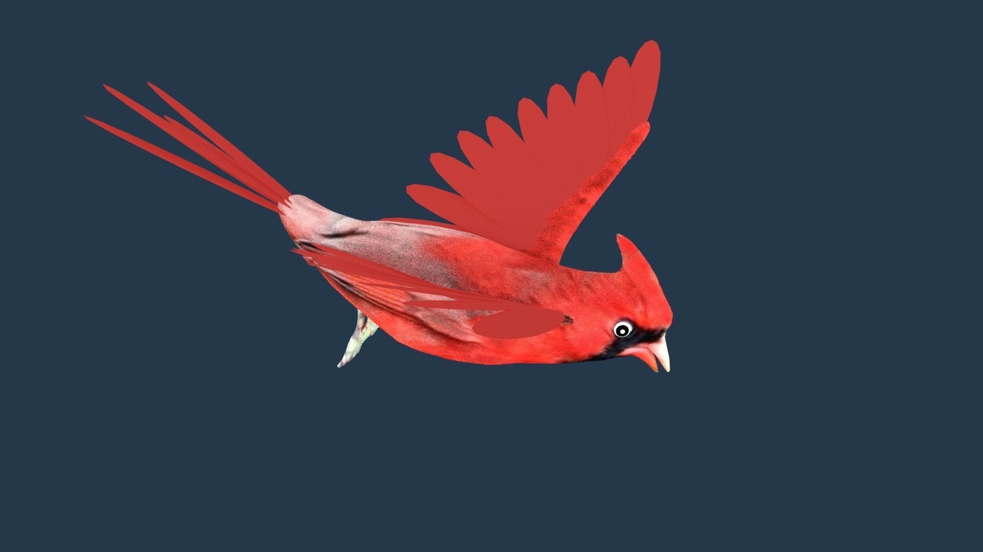 3D Cardinal bird | CGTrader