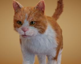 Realistic cat 3D Models | CGTrader