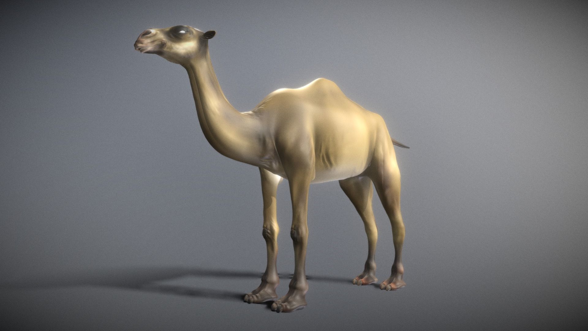 3D rigged Camel | CGTrader