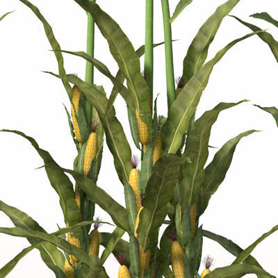 2020 Xfrog Plants Agriculture Library 3D model | CGTrader