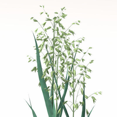 2020 Xfrog Plants Agriculture Library 3D model | CGTrader