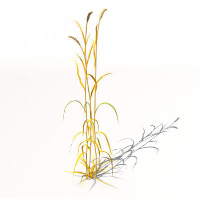 2020 Xfrog Plants Agriculture Library 3D model | CGTrader