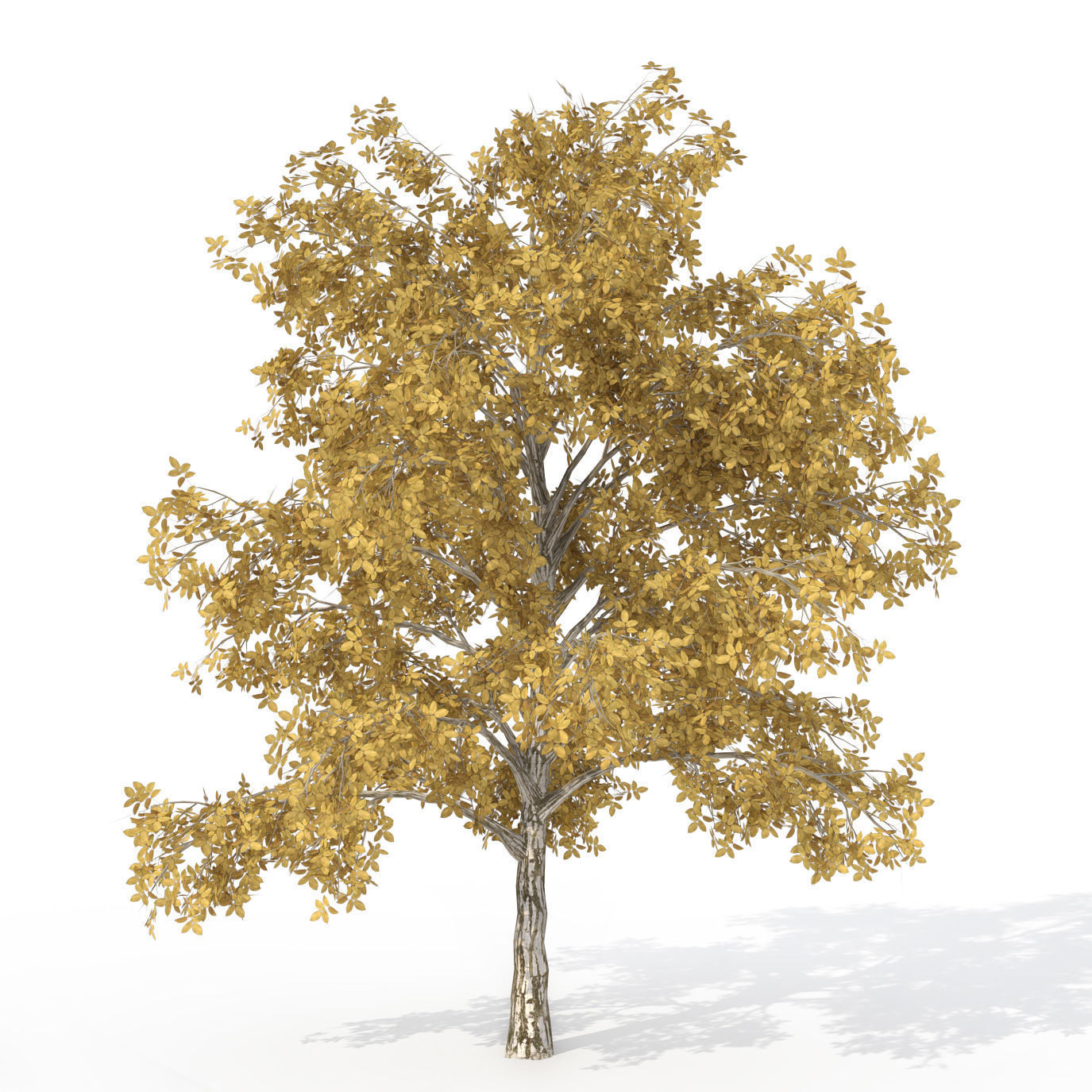 2020 XfrogPlants Autumn Trees Library 3D model | CGTrader