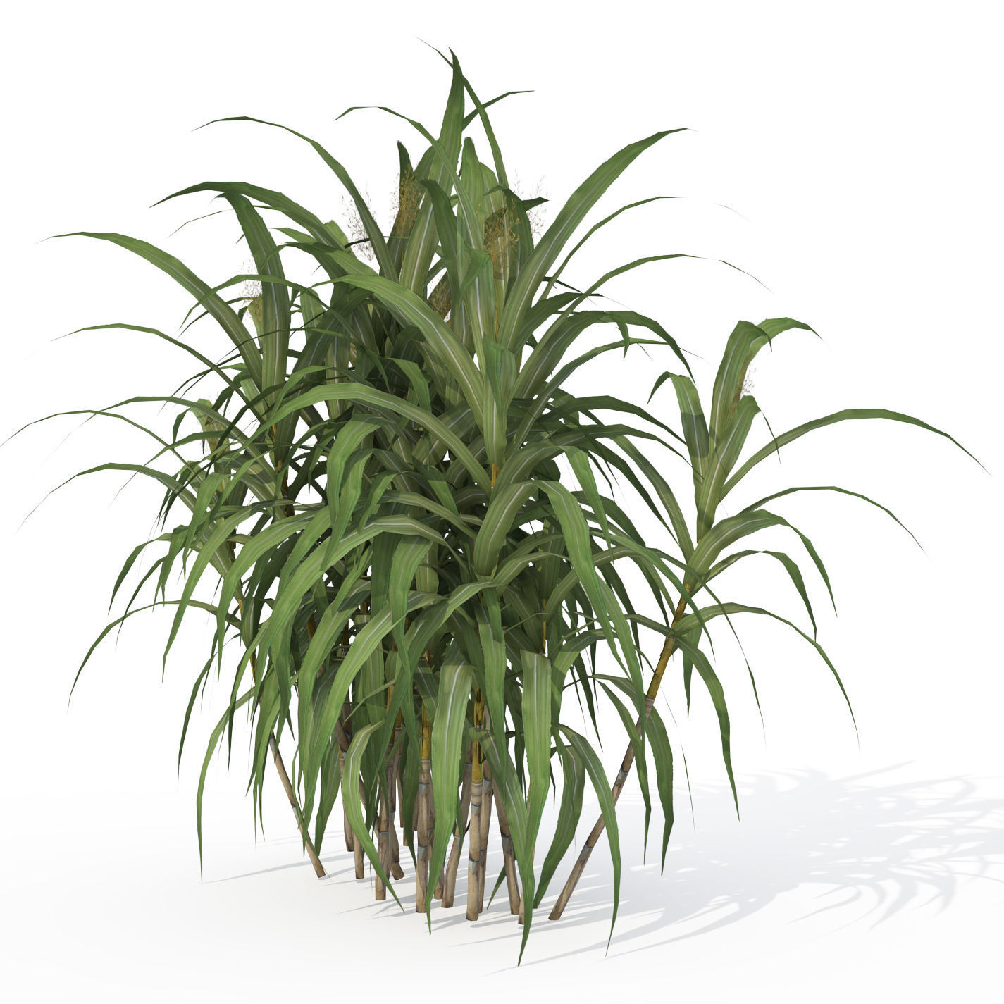 2020 XfrogPlants Tropical Trees Library 3D model | CGTrader