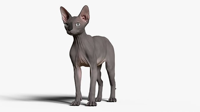 Sphynx Cat 3D model | CGTrader
